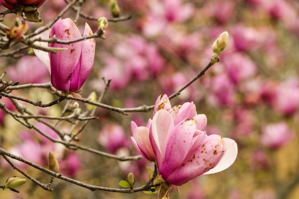 Los árboles más bonitos del mundo para tener en tu jardín