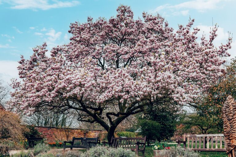 Los árboles más bonitos del mundo para tener en tu jardín